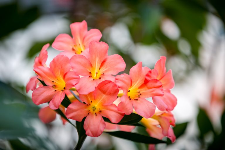 Vireya Growing Guide