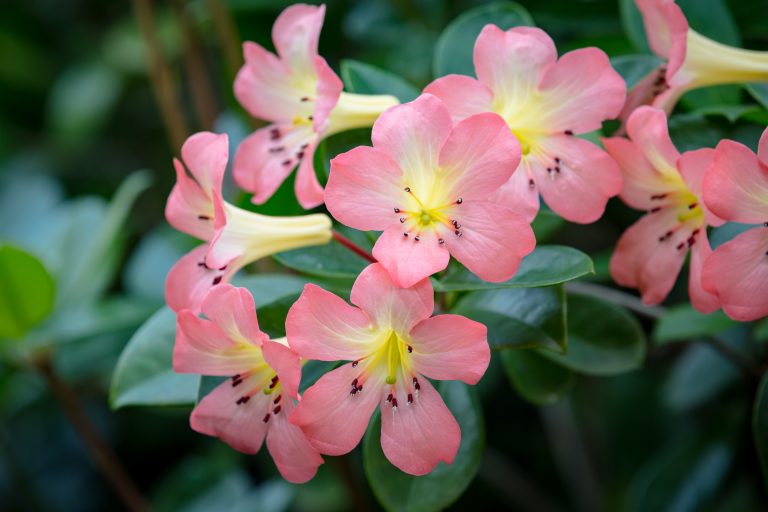 Vireya Growing Guide