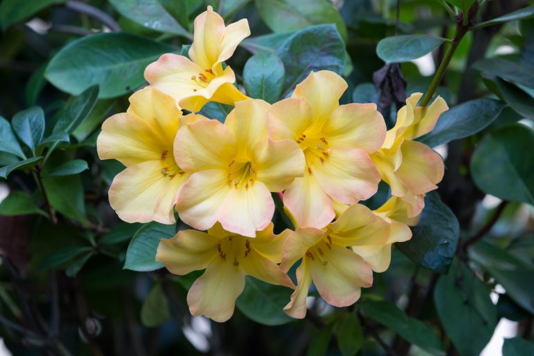 Vireya Growing Guide