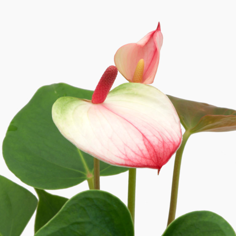 Anthurium Growing Guide