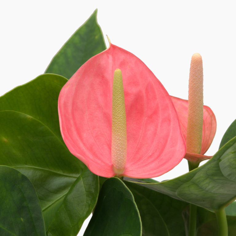 Anthurium Growing Guide