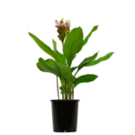 Curcuma Siam Splash