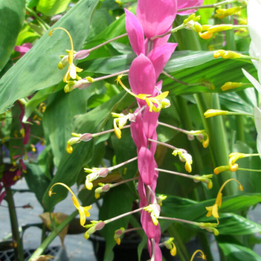 Curcuma Siam Splash
