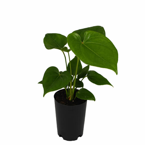 Anthurium Andreanum Amalia Orange
