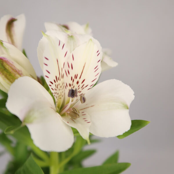 White Alstroemeria