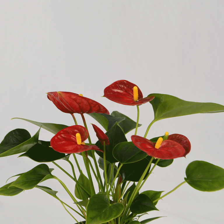 Anthurium Success Red